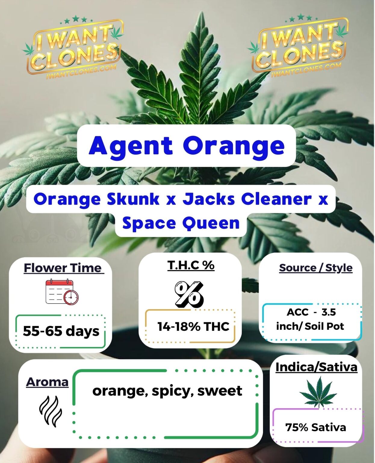 ACC – Agent Orange Clones - I Want Clones