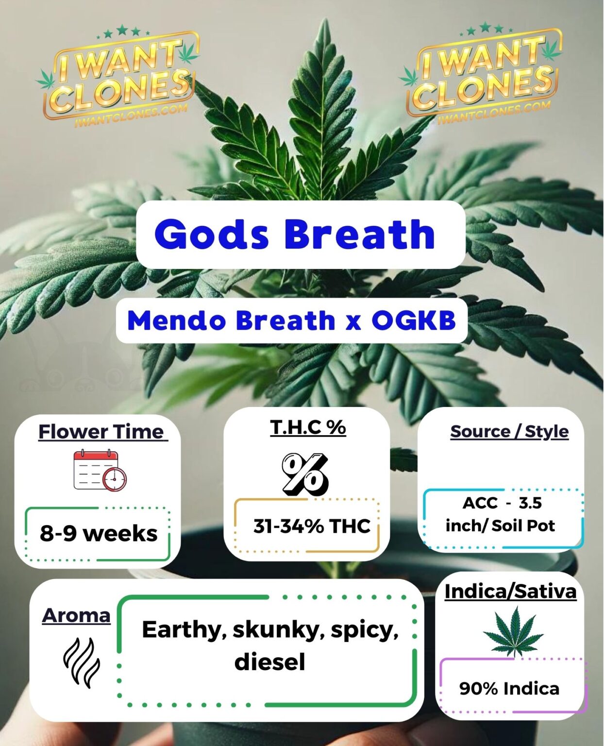 ACC – Gods Breath Clones - I Want Clones