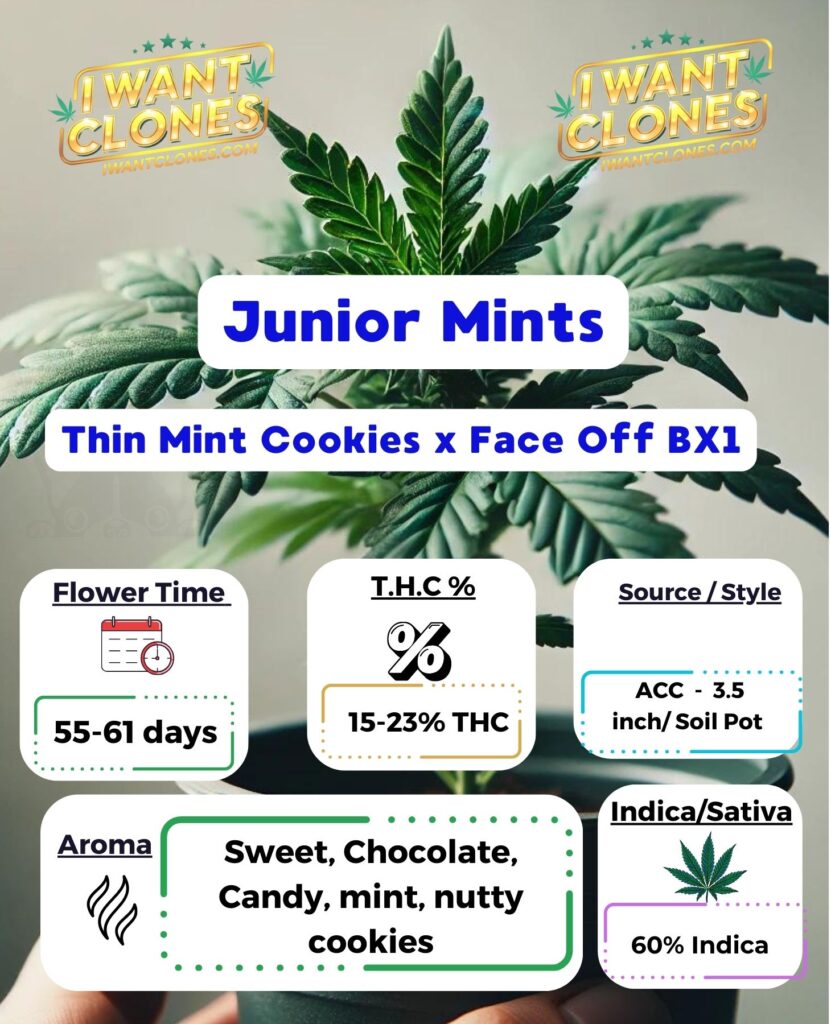 Shop - I Want Clones