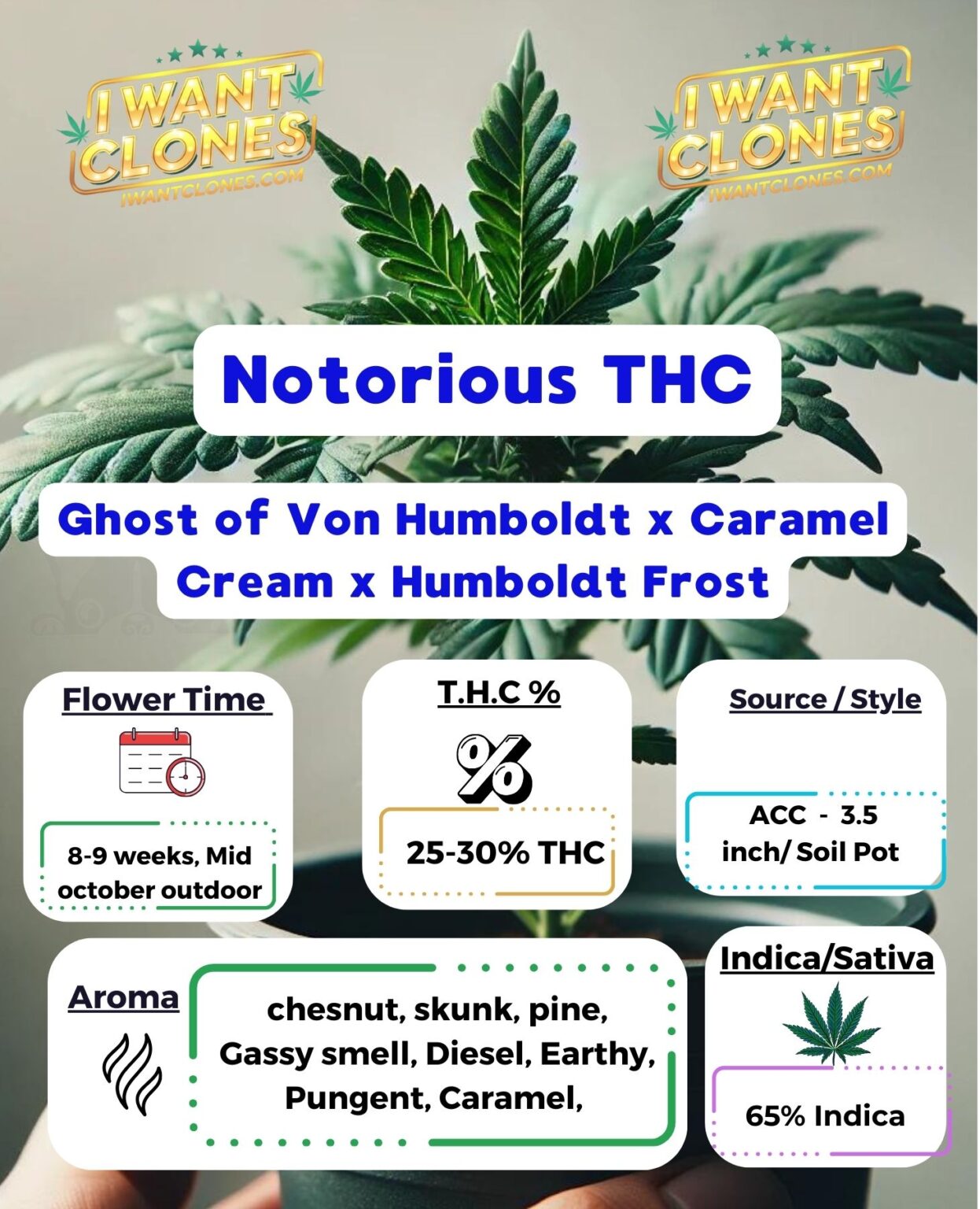 ACC – Notorious THC Clones - I Want Clones