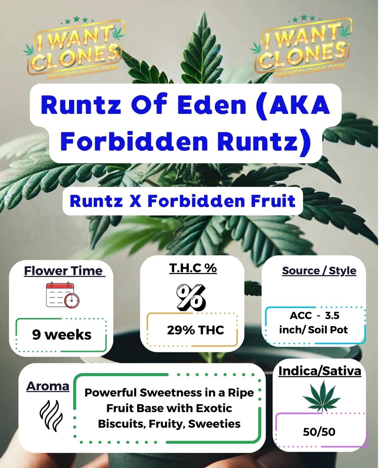ACC – Runtz Of Eden (AKA Forbidden Runtz) Clones - I Want Clones