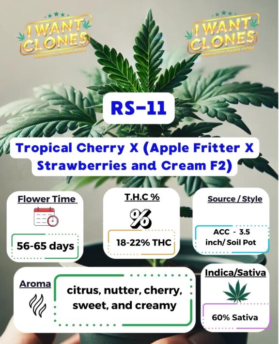 Shop - I Want Clones