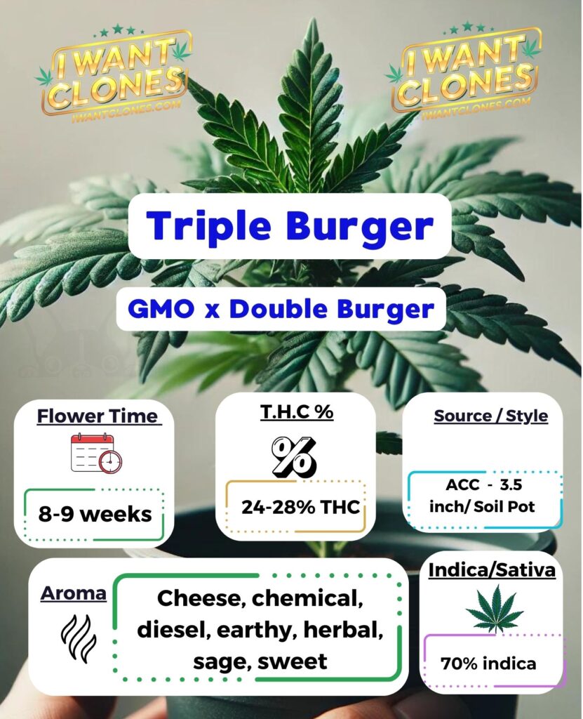 I Want Clones - Premium Quality, Clean and Authentic - No-Bullshit